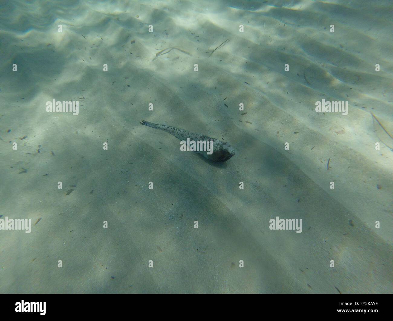 Starry Weever (Trachinus radiatus) Actinopterygii Stock Photo - Alamy