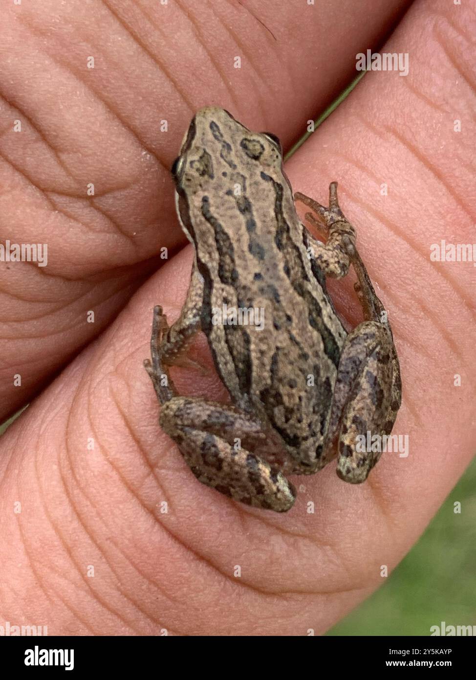 Boreal Chorus Frog (Pseudacris maculata) Amphibia Stock Photo - Alamy