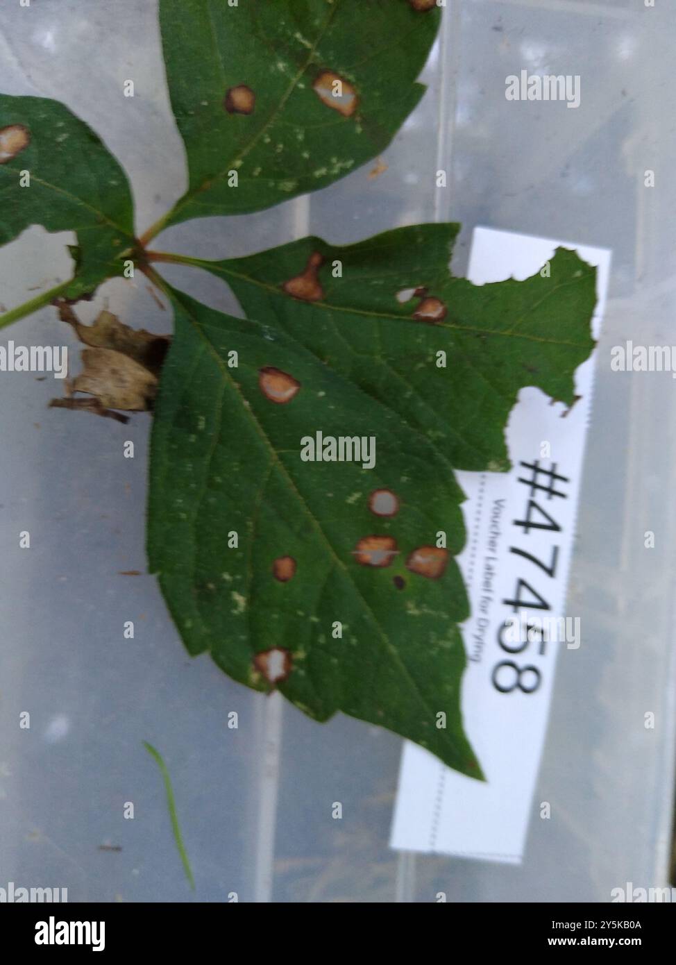 Poison Ivy Leaf Spot (Cercosporella toxicodendri) Fungi Stock Photo - Alamy