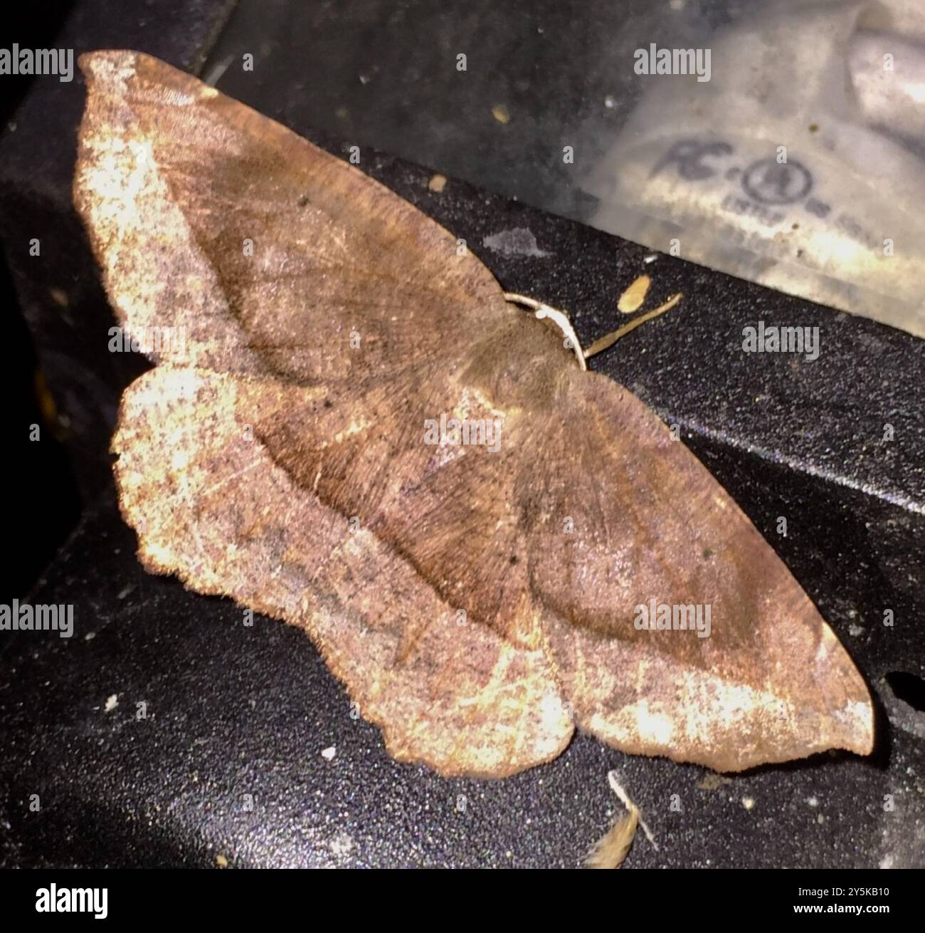 Curved-toothed Geometer Moth (Eutrapela clemataria) Insecta Stock Photo ...