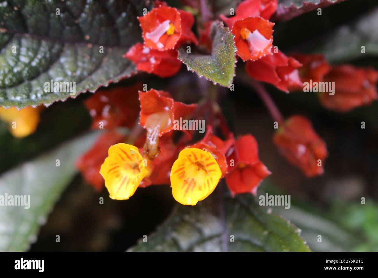 Sunset Bells (Chrysothemis pulchella) Plantae Stock Photo - Alamy