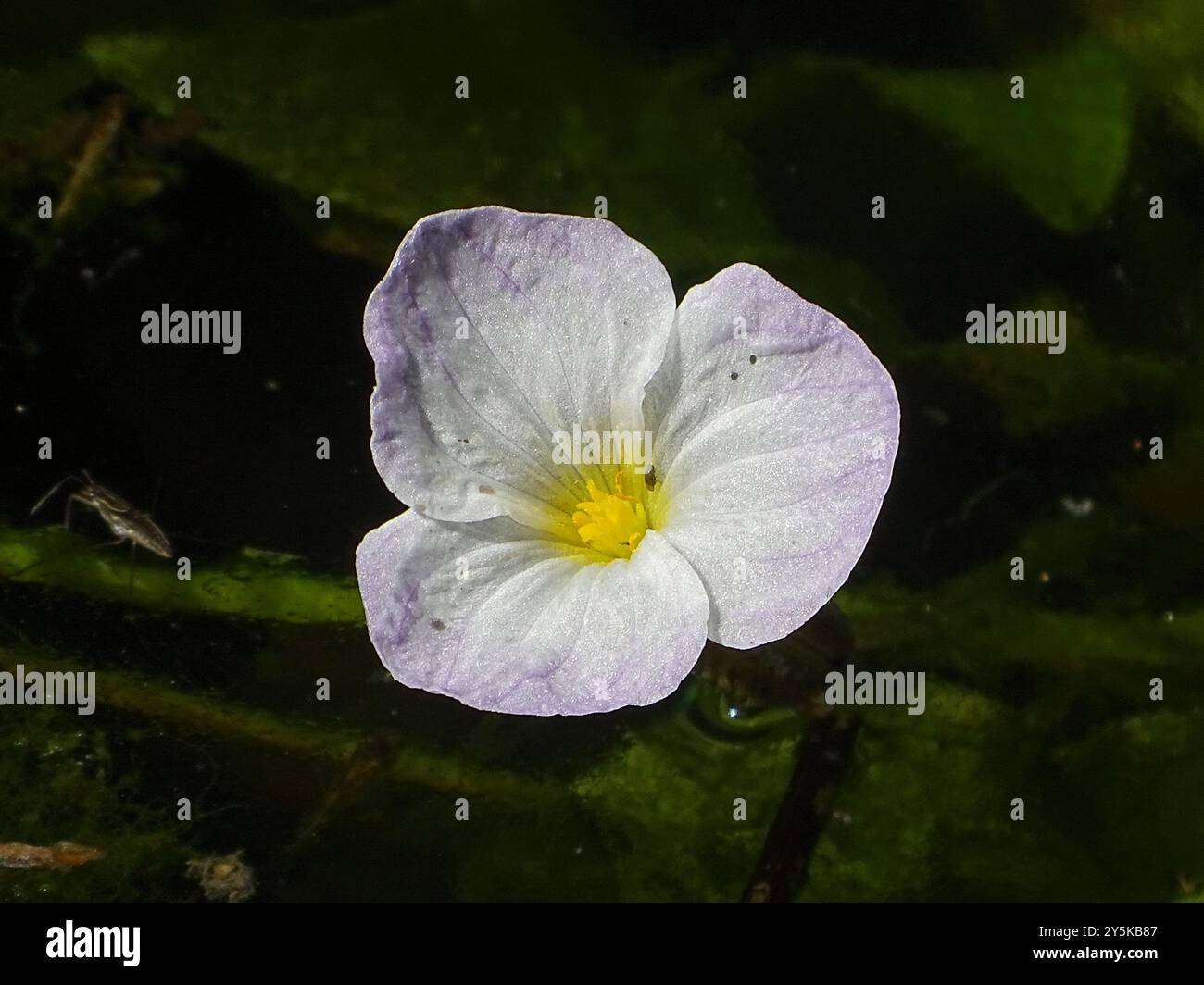 duck-lettuce (Ottelia alismoides) Plantae Stock Photo - Alamy