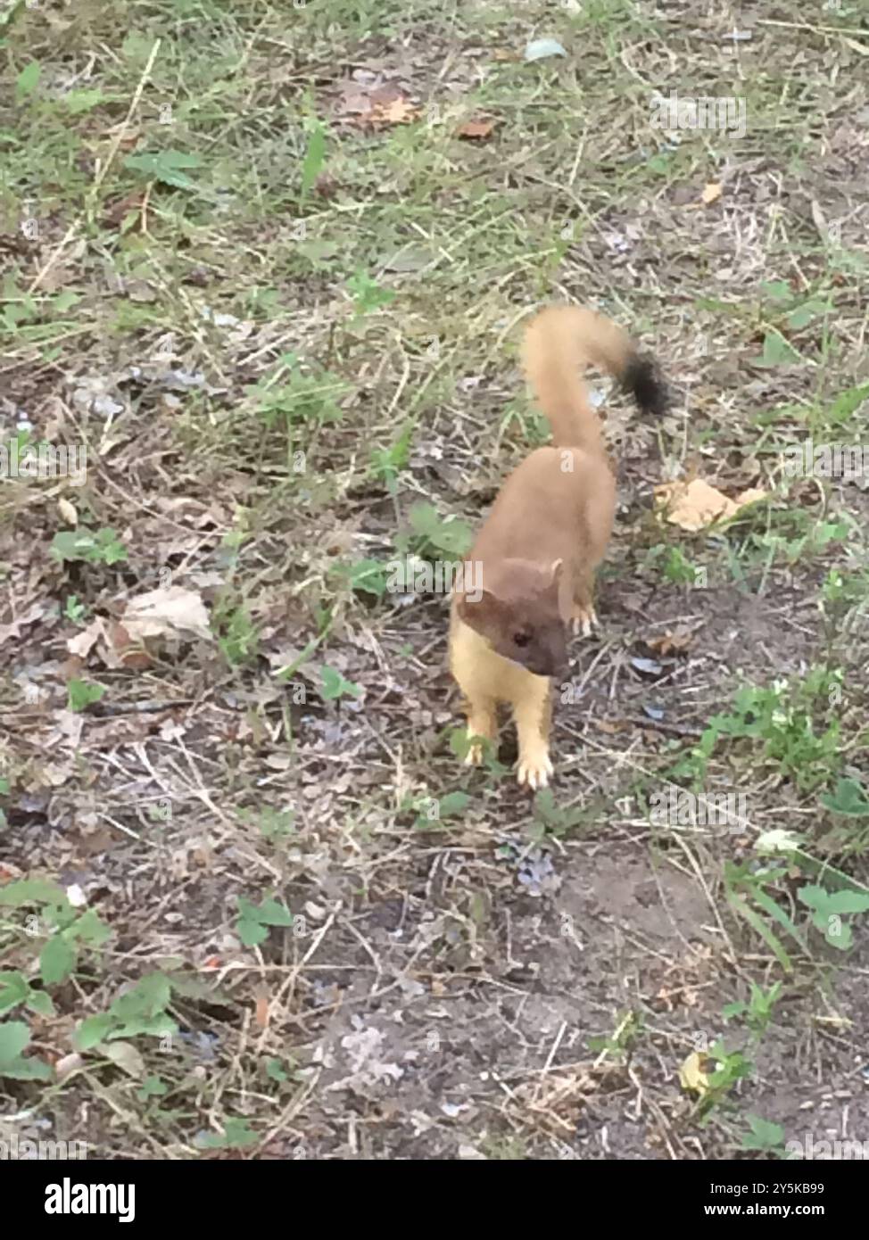 Long-tailed Weasel (Neogale frenata) Mammalia Stock Photo - Alamy