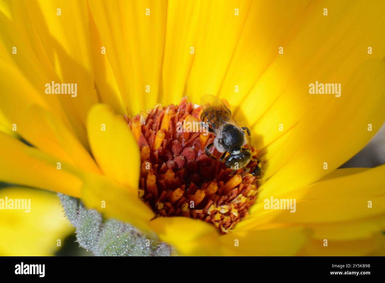 Mopane Stingless Bee (Plebeina armata) Insecta Stock Photo - Alamy