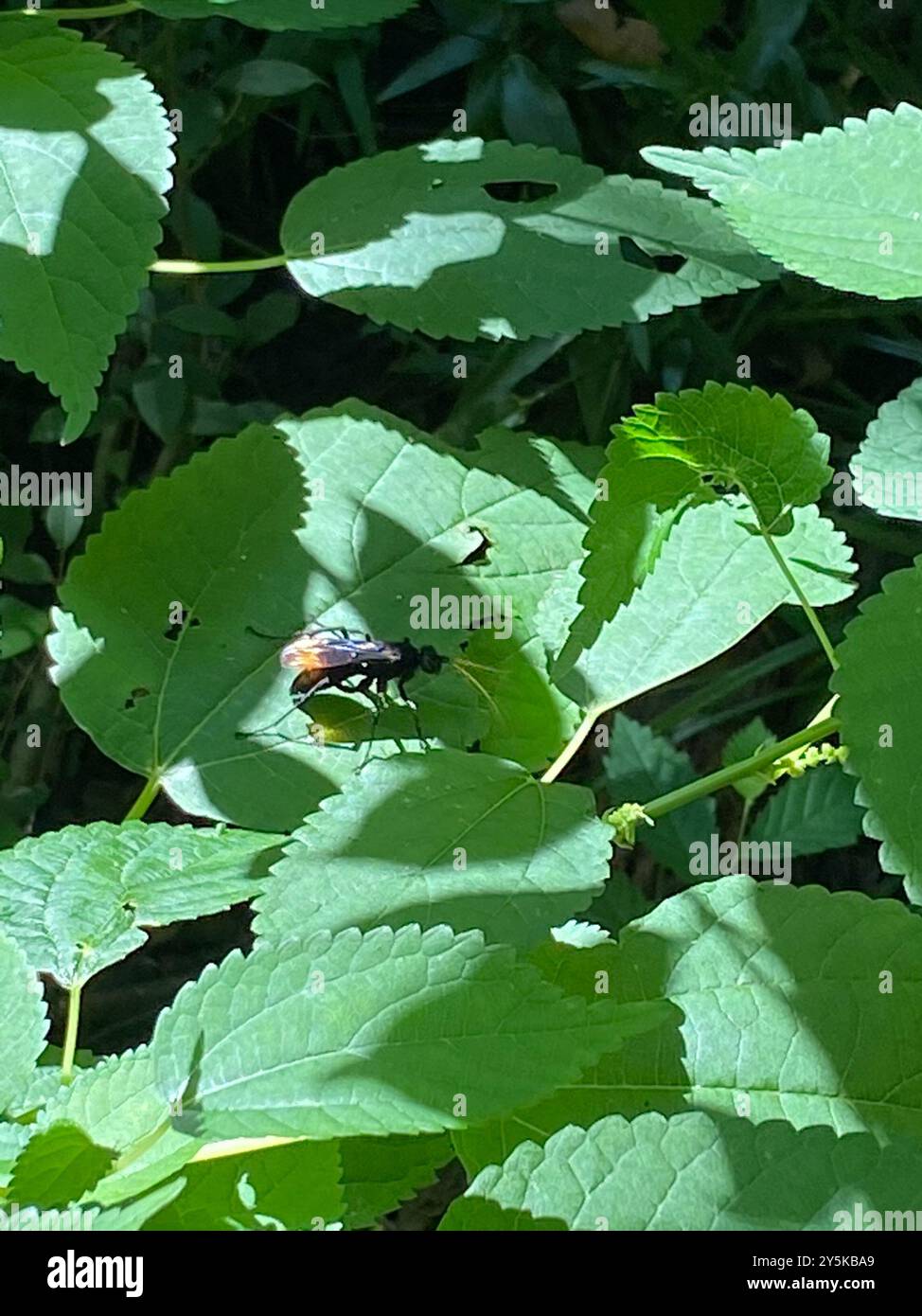 Eastern Tawny-horned Spider Wasp (Entypus unifasciatus) Insecta Stock ...