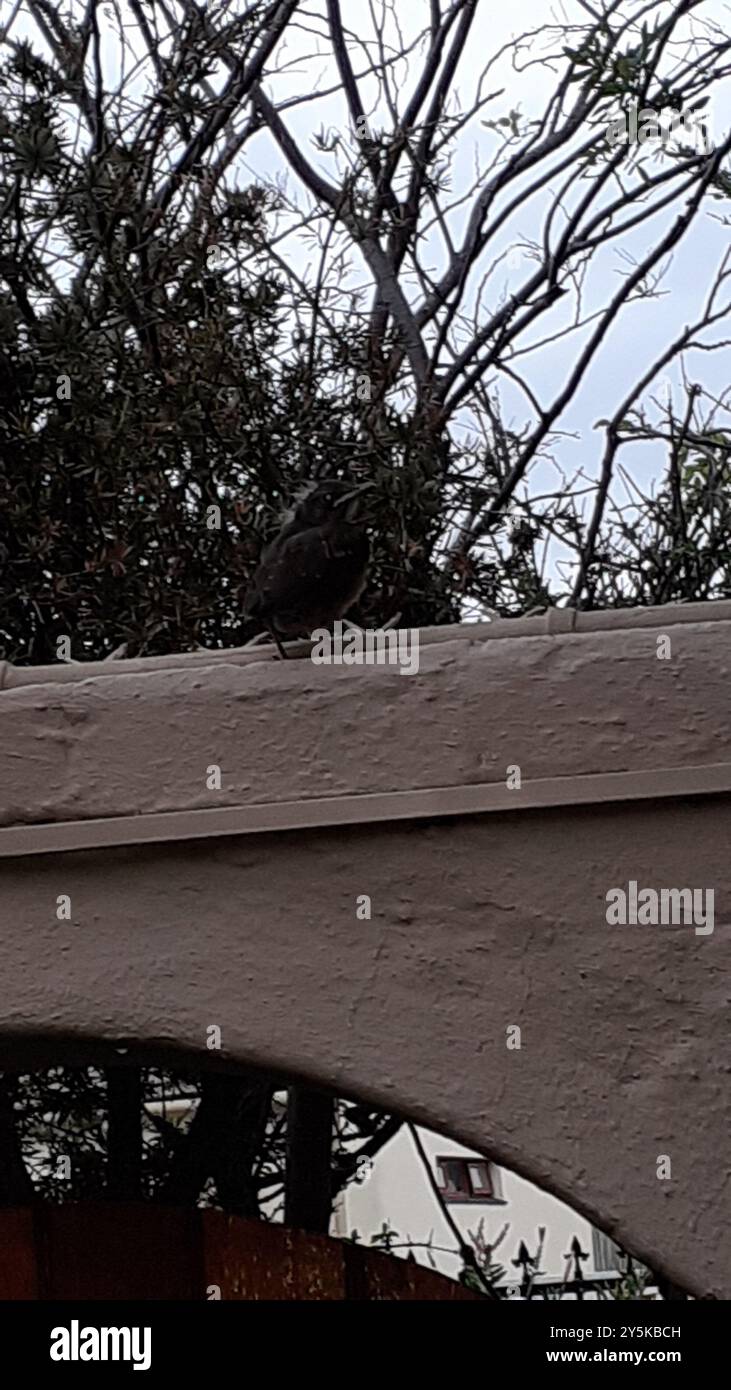 Olive Thrush (Turdus olivaceus) Aves Stock Photo - Alamy