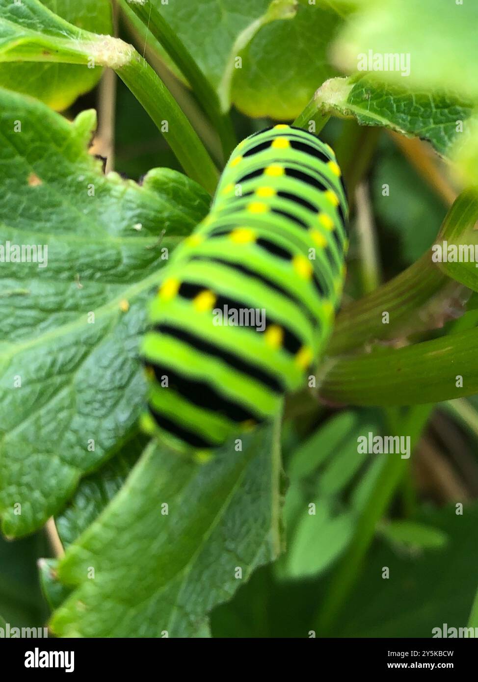 Short-tailed Swallowtail (Papilio brevicauda) Insecta Stock Photo - Alamy