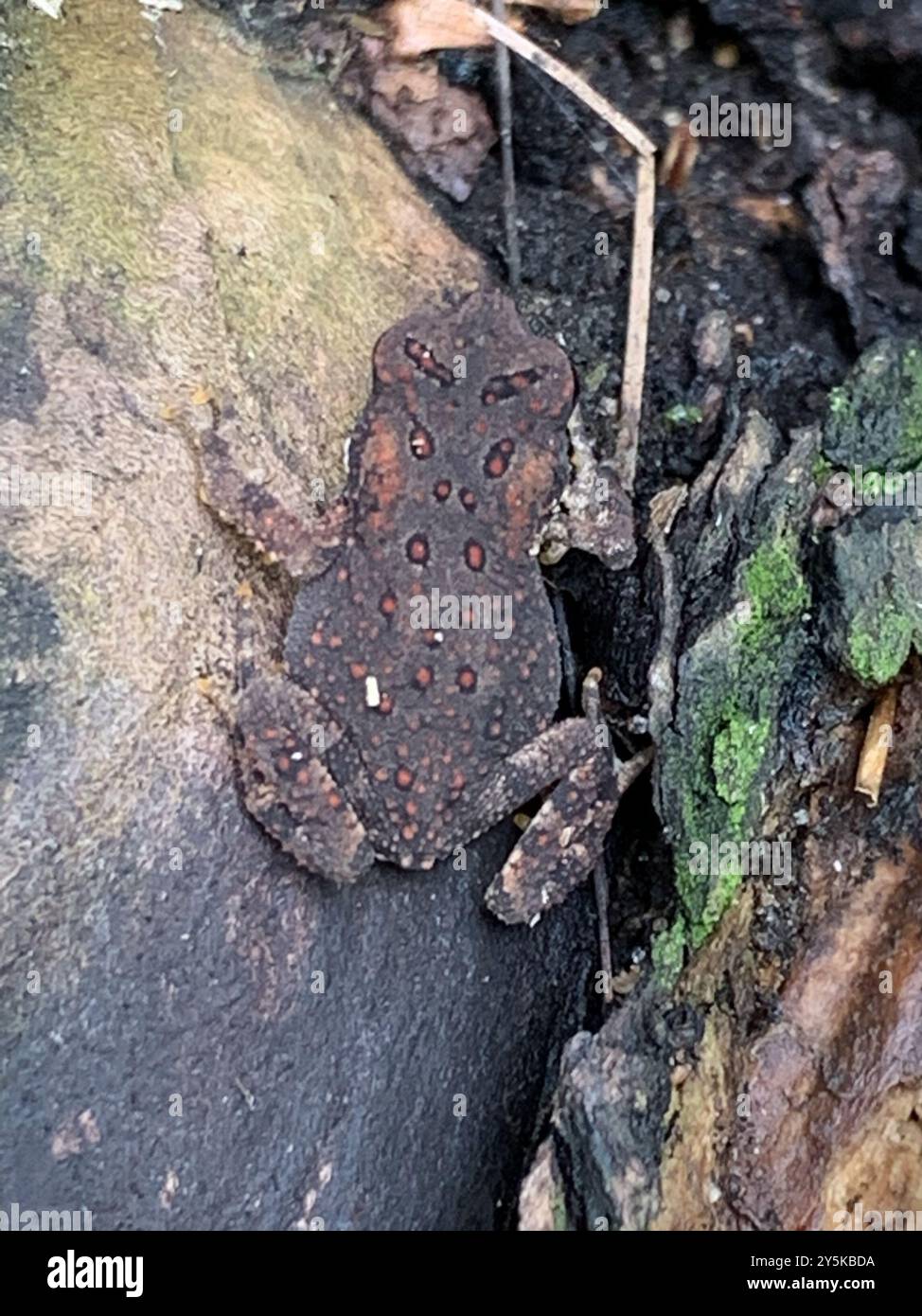 American Toad (Anaxyrus americanus) Amphibia Stock Photo - Alamy