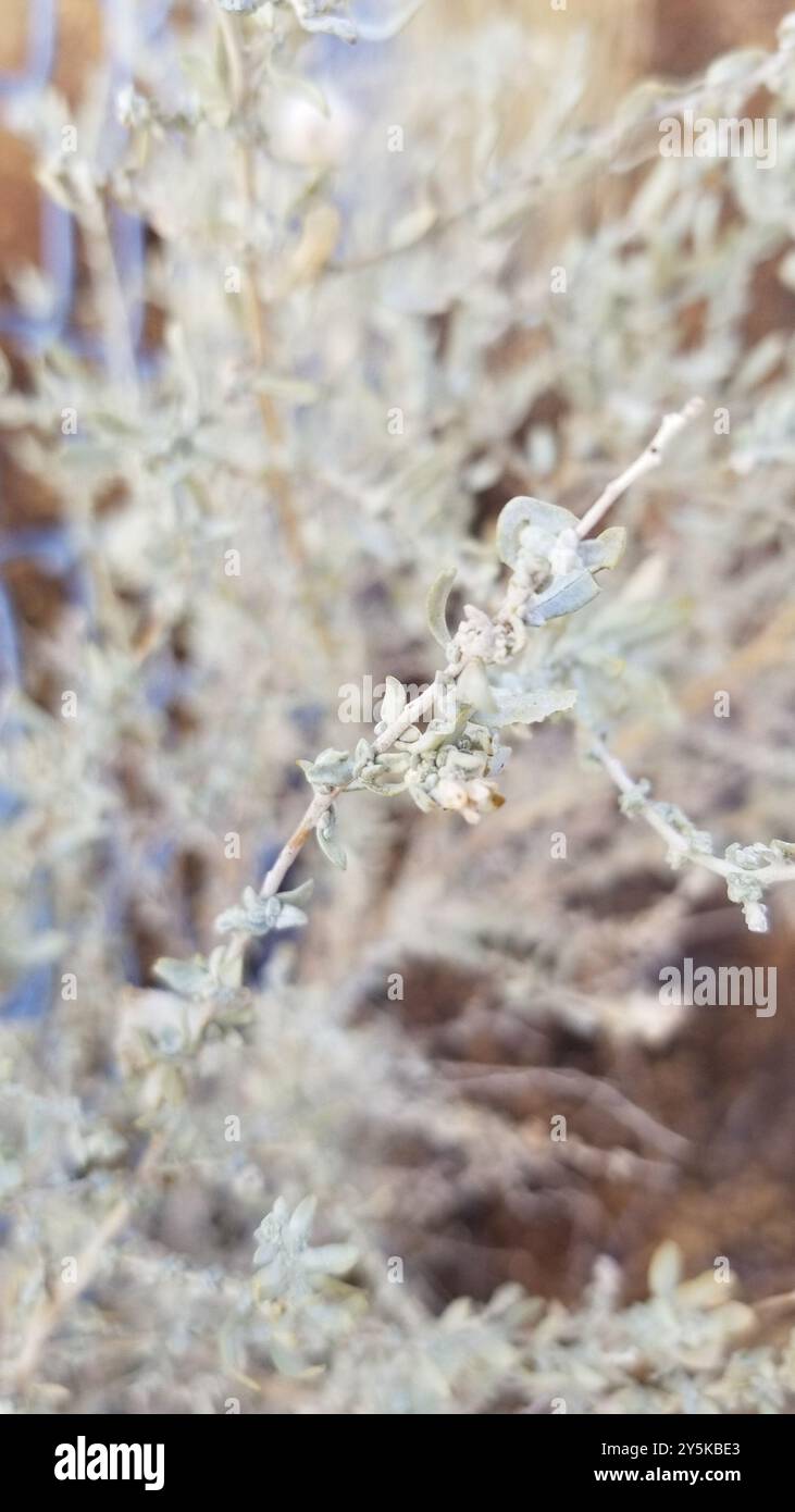 Cattle Saltbush (Atriplex polycarpa) Plantae Stock Photo - Alamy