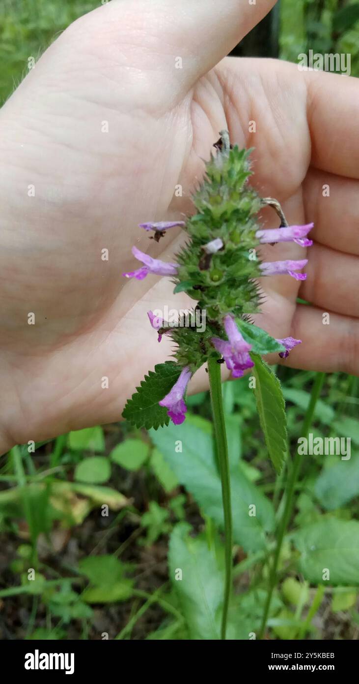 common hedge-nettle (Betonica officinalis) Plantae Stock Photo - Alamy