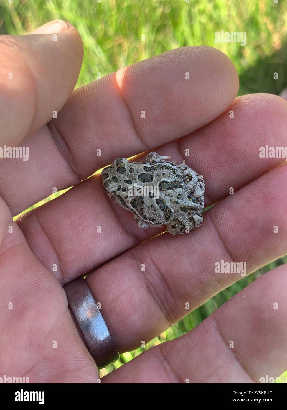 Great Plains Toad (Anaxyrus cognatus) Amphibia Stock Photo - Alamy