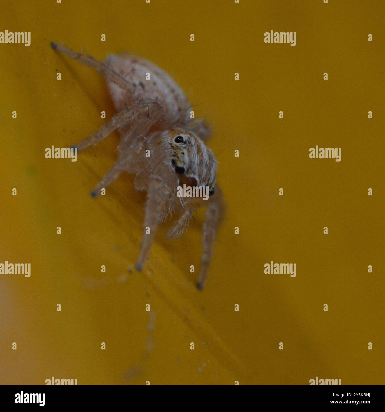 Bluelip Evarcha Jumping Spider (Evarcha flagellaris) Arachnida Stock ...