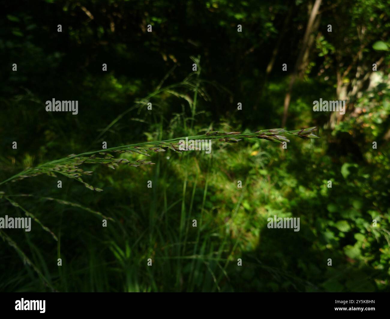 Purple moor grass (Molinia caerulea) Plantae Stock Photo - Alamy