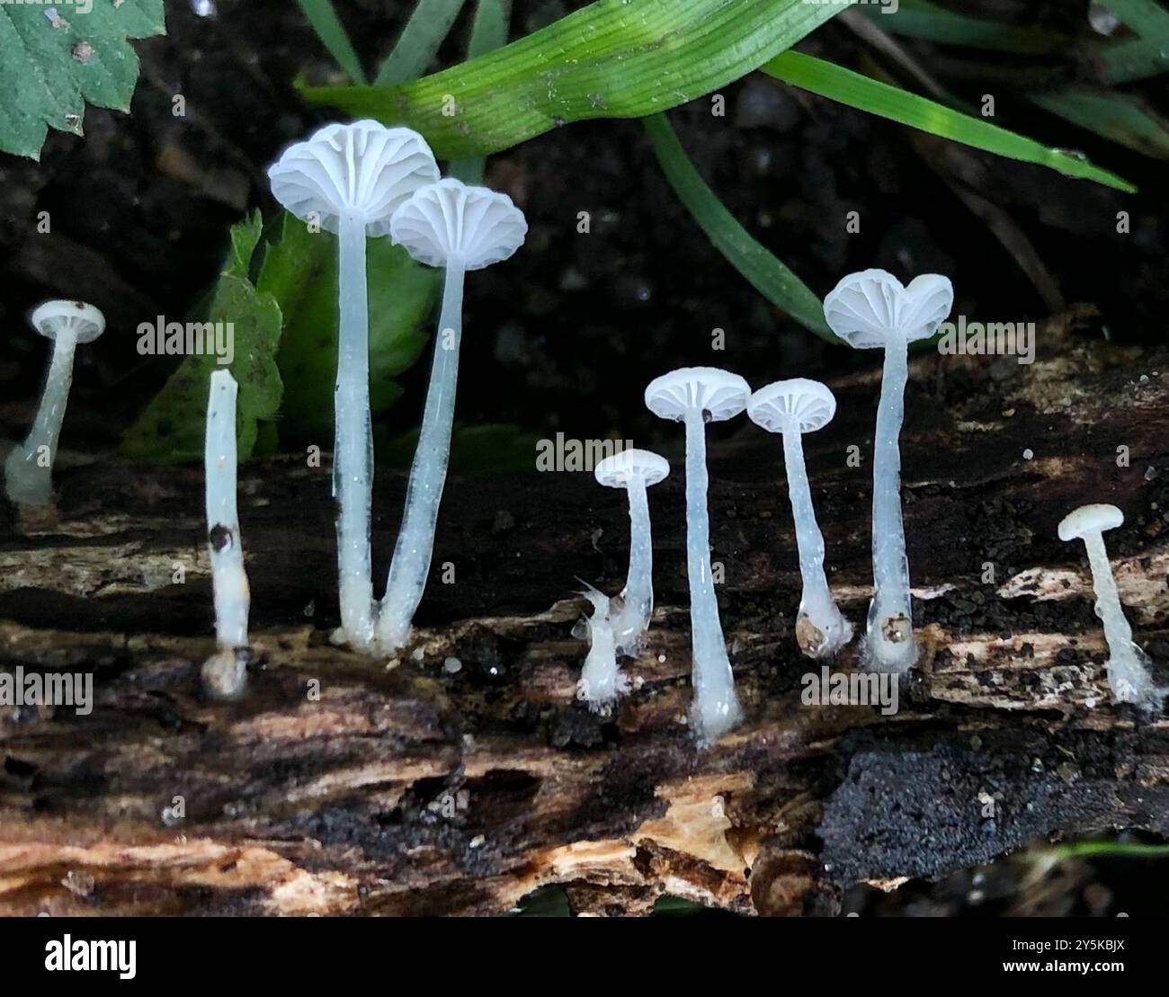 Dripping bonnet hi-res stock photography and images - Alamy