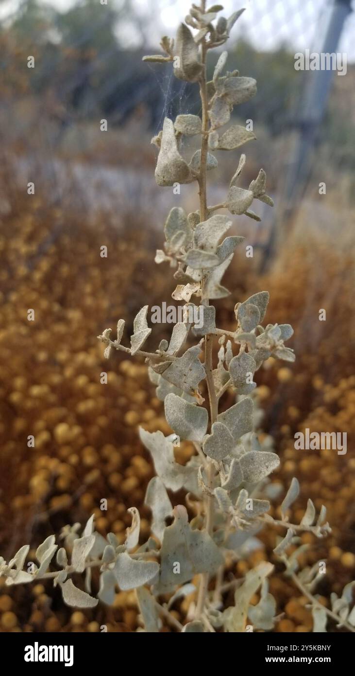 Cattle Saltbush (Atriplex polycarpa) Plantae Stock Photo - Alamy