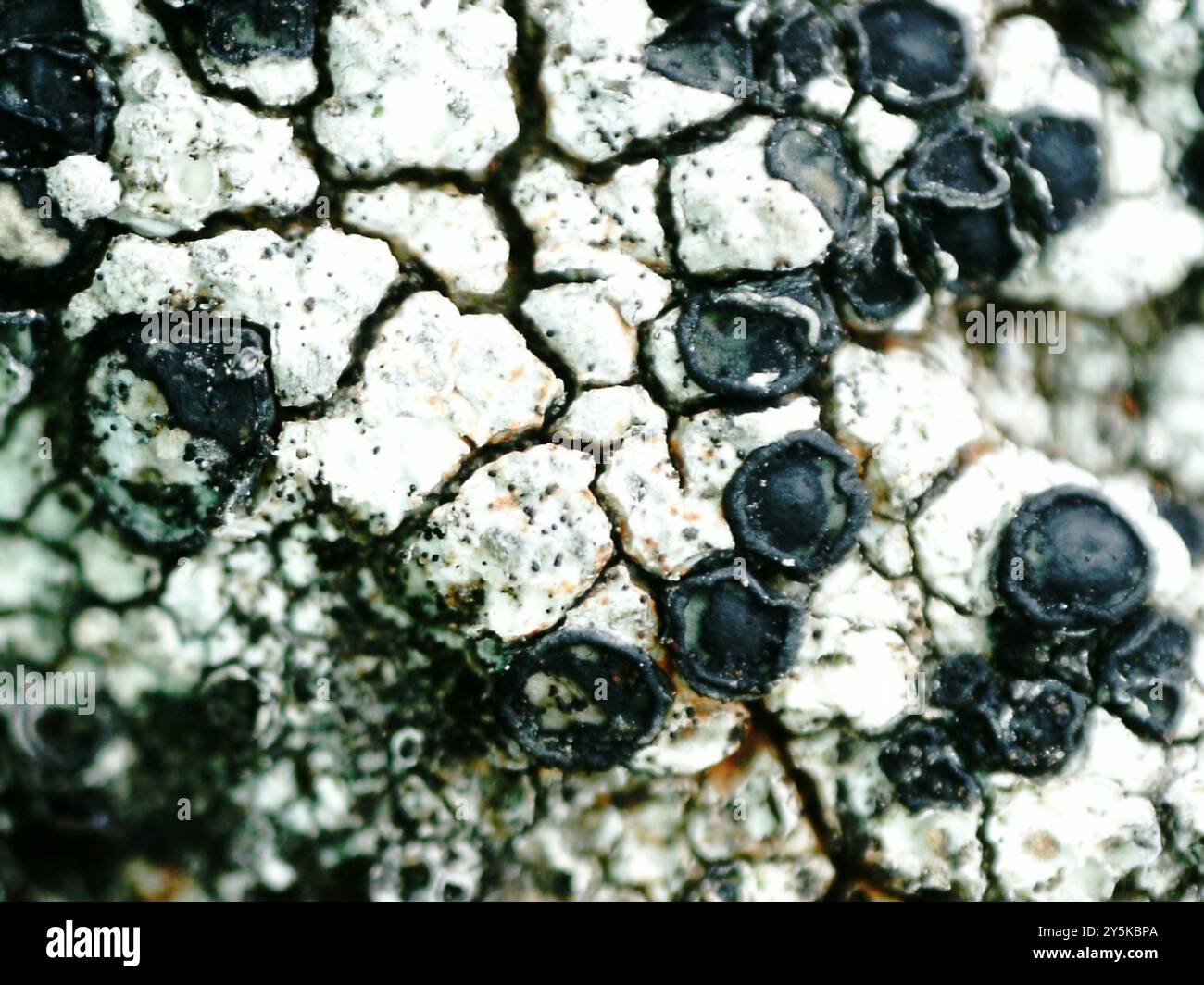 Tile Lichens (Lecidea) Fungi Stock Photo - Alamy