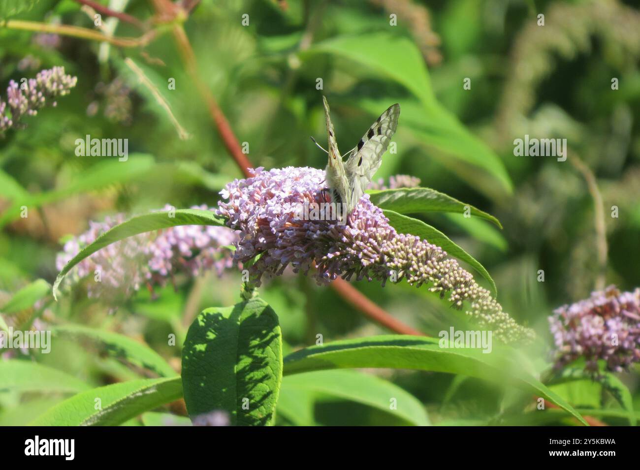 Apollo (Parnassius apollo) Insecta Stock Photo - Alamy