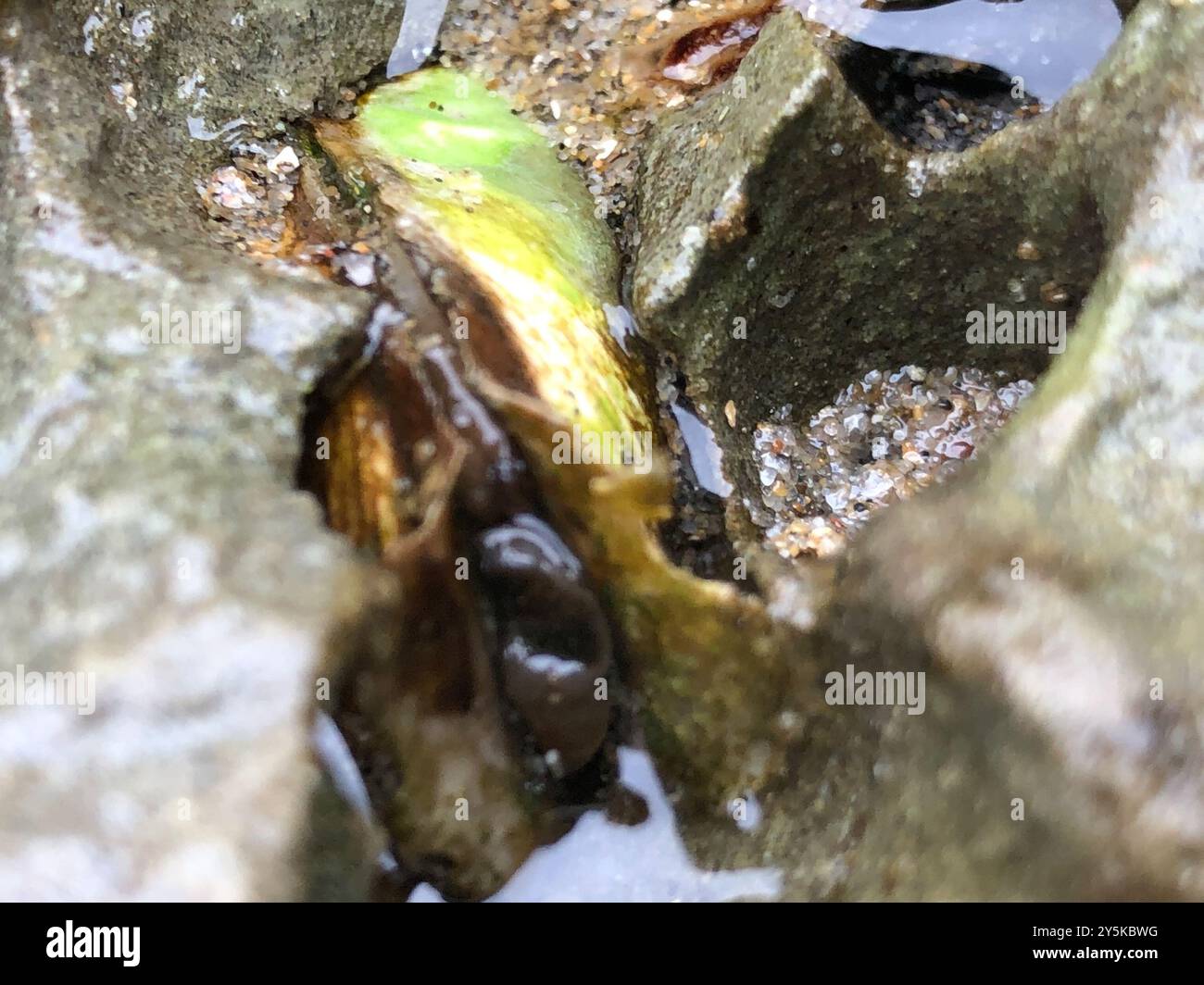 Flat-tip Piddock (Penitella penita) Mollusca Stock Photo - Alamy