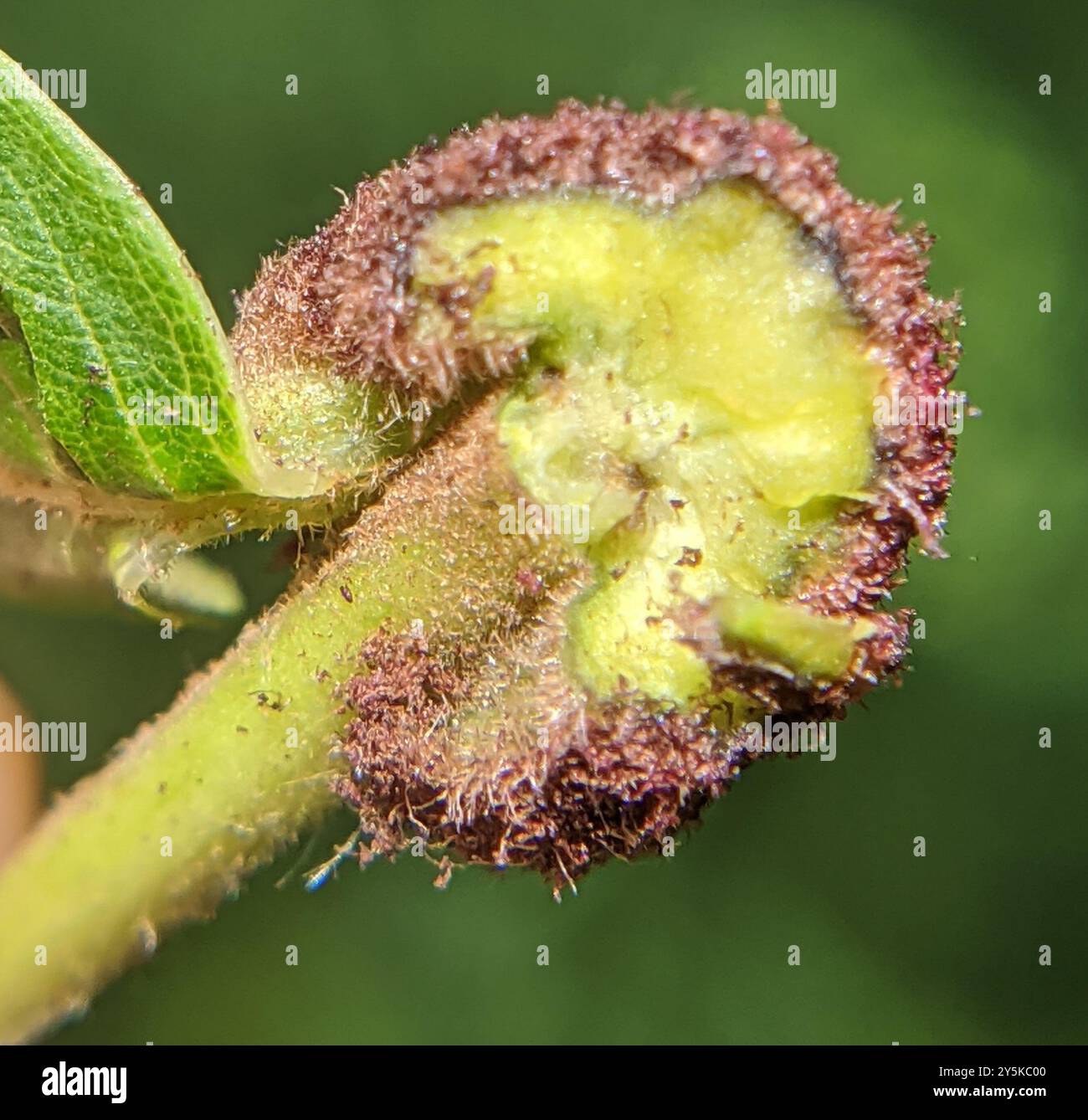 Black Walnut Petiole Gall Mite (Aceria caulis) Arachnida Stock Photo ...