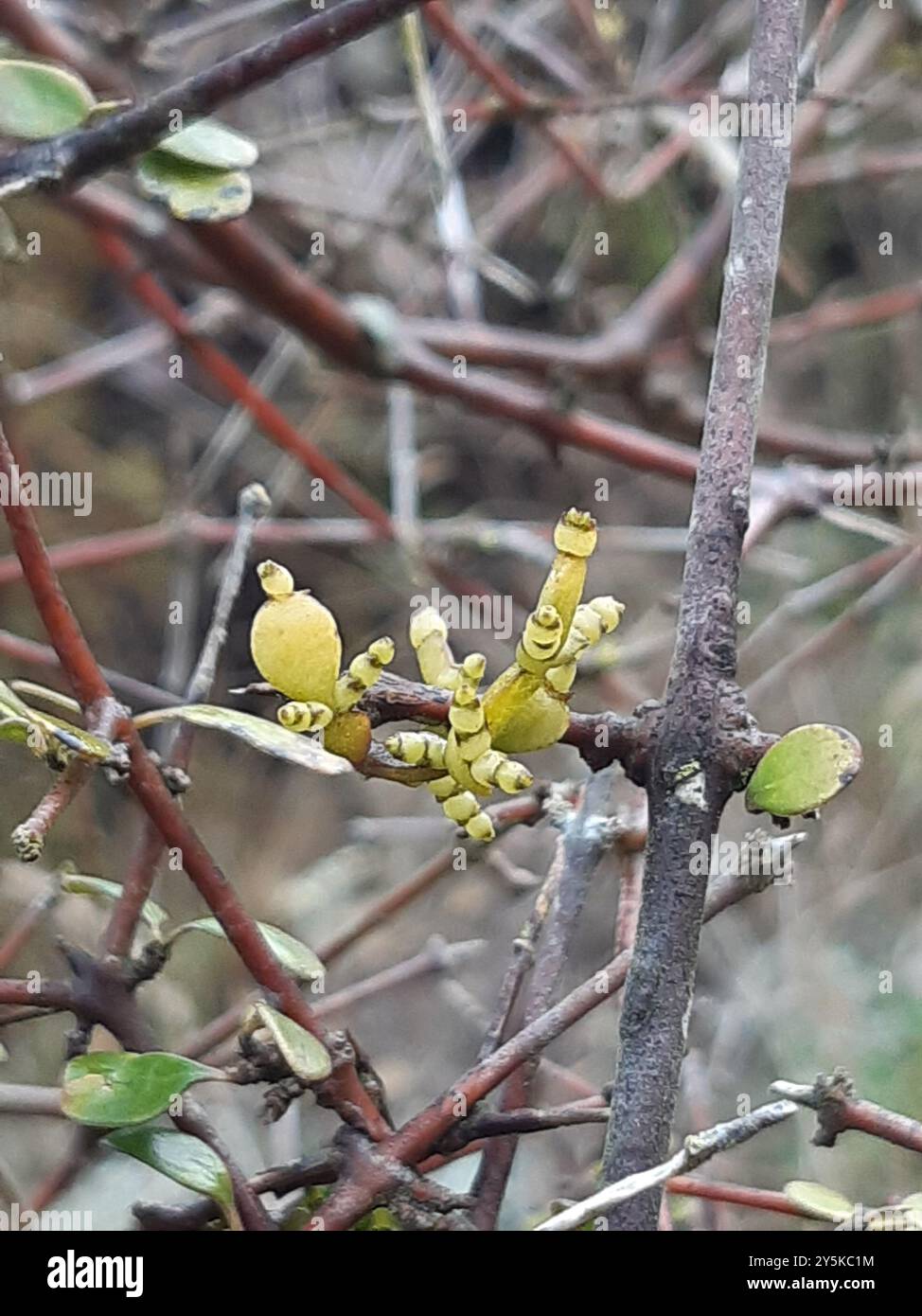 Dwarf mistletoe (Korthalsella lindsayi) Plantae Stock Photo - Alamy