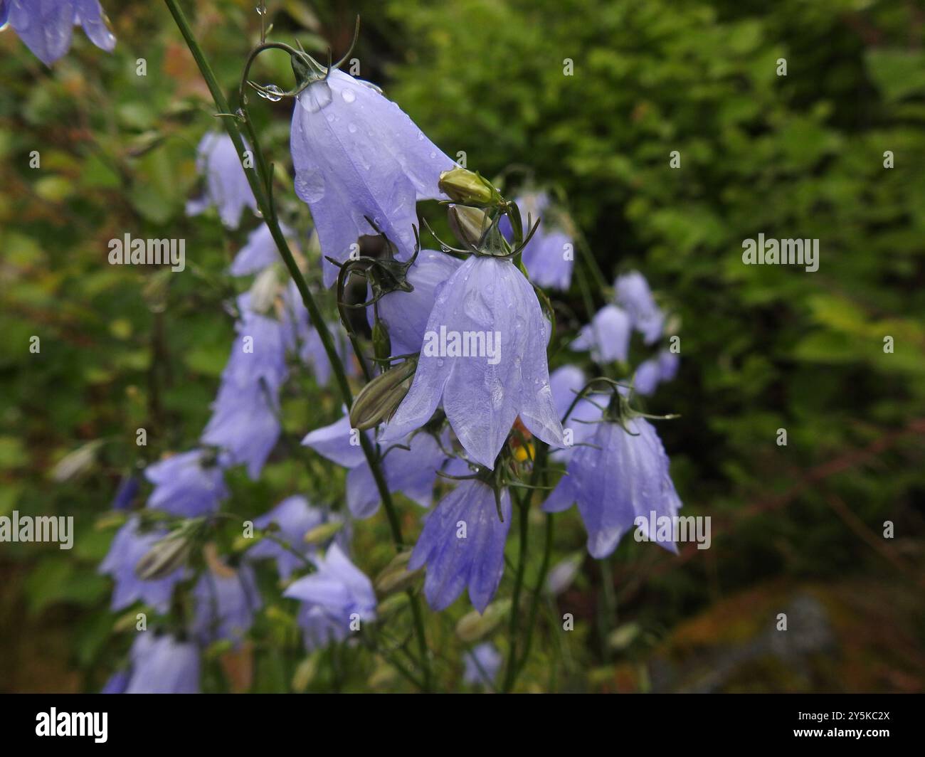 Common Harebell (Campanula rotundifolia) Plantae Stock Photo - Alamy