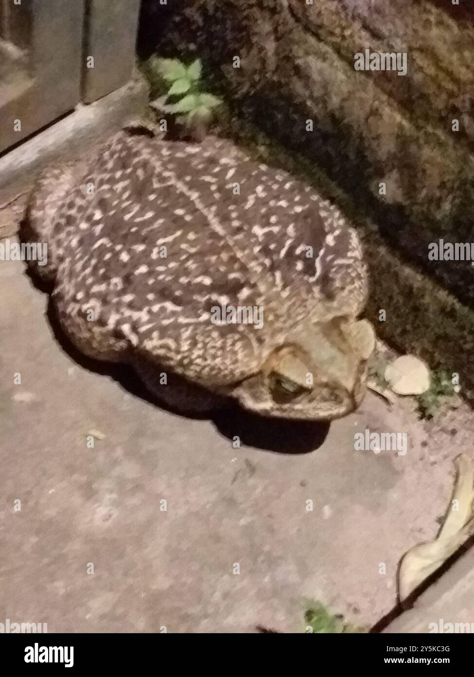 Cururu Toad (Rhinella diptycha) Amphibia Stock Photo - Alamy