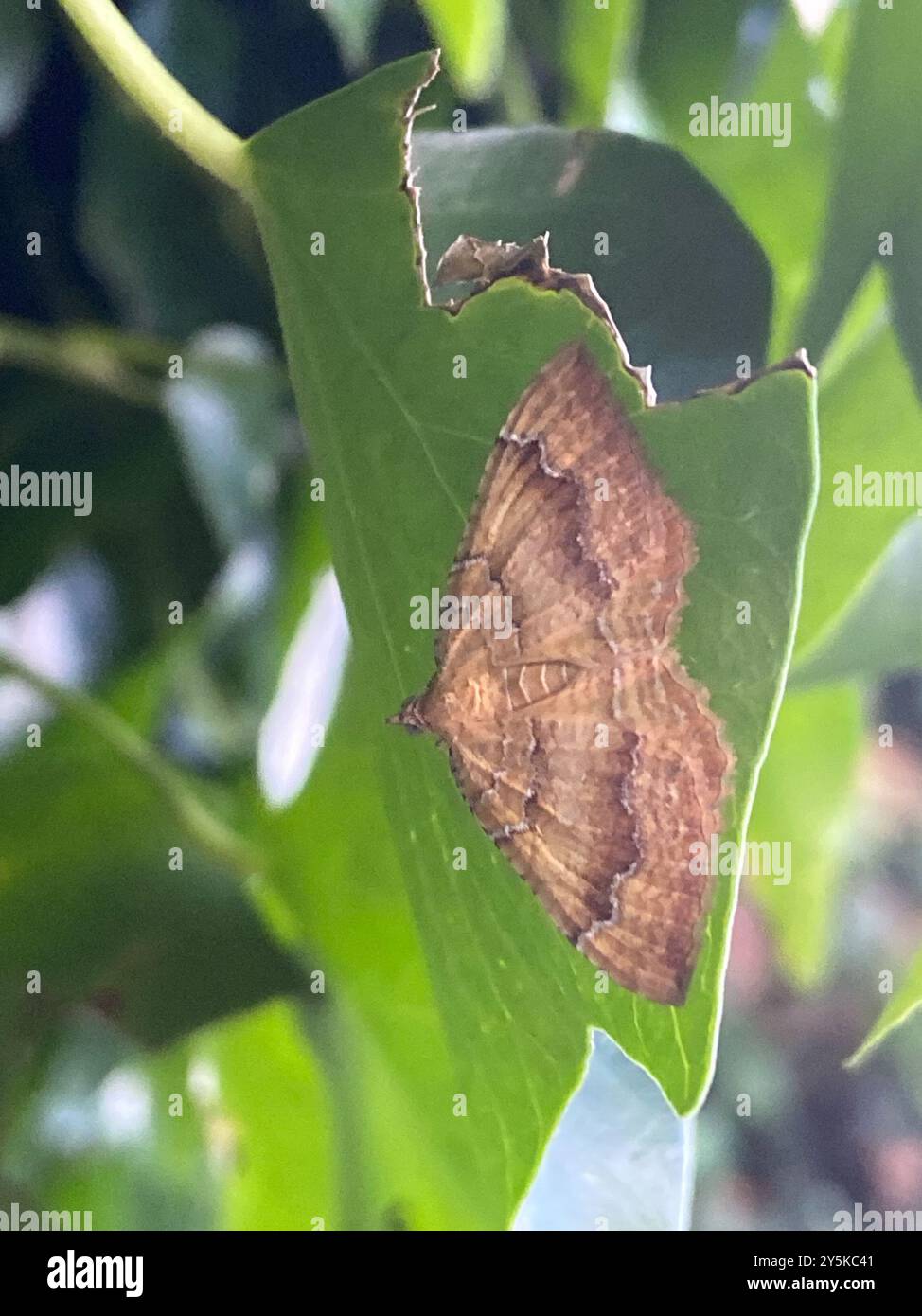 Yellow Shell Moth (Camptogramma bilineata) Insecta Stock Photo - Alamy