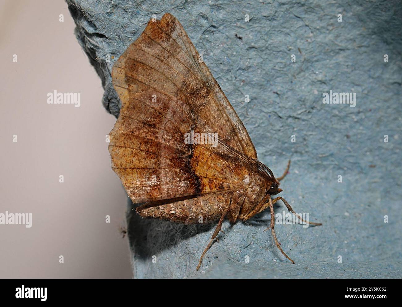 Early Thorn (Selenia dentaria) Insecta Stock Photo - Alamy