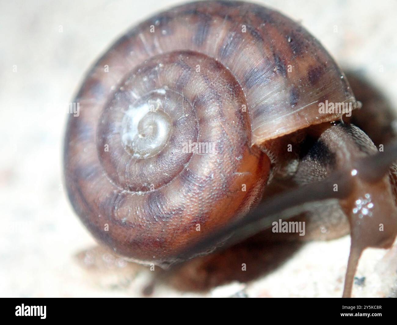 (Solaropsis rosarium) Mollusca Stock Photo - Alamy