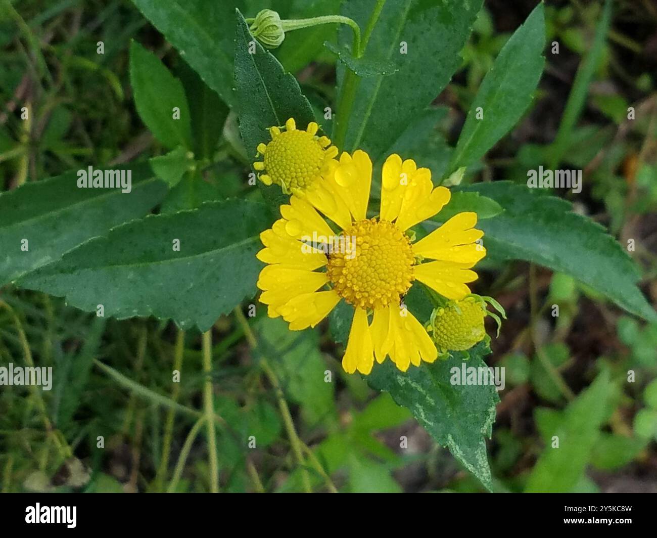 common sneezeweed (Helenium autumnale) Plantae Stock Photo - Alamy