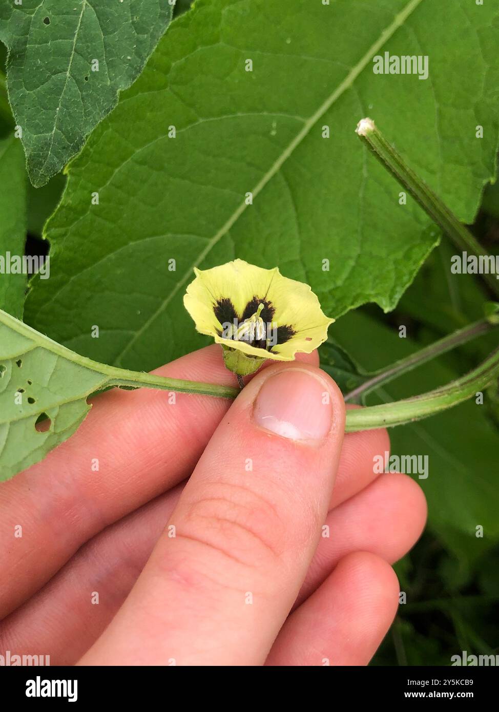 long-leaved groundcherry (Physalis longifolia) Plantae Stock Photo - Alamy