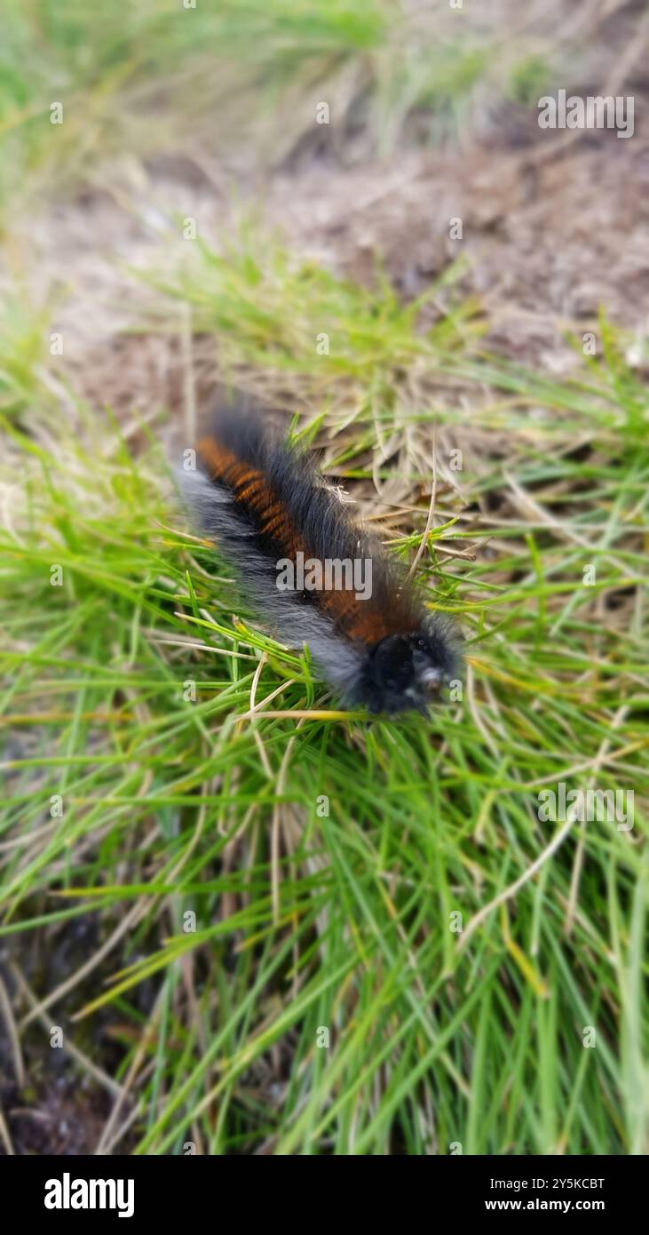Fox Moth (Macrothylacia rubi) Insecta Stock Photo - Alamy