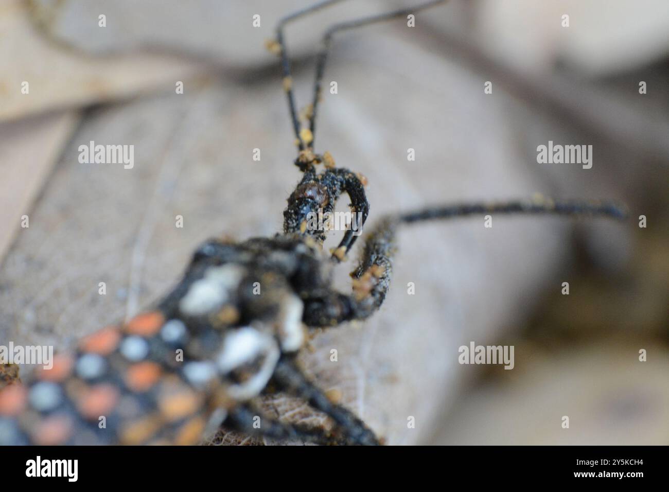 Flower Assassin Bugs (Rhynocoris) Insecta Stock Photo - Alamy