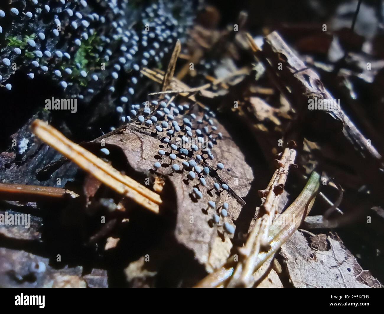true slime molds (Myxomycetes) Protozoa Stock Photo - Alamy