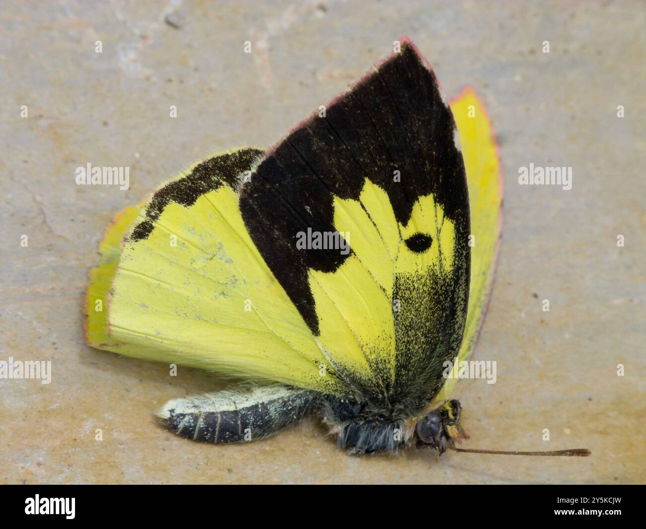 Southern Dogface (Zerene cesonia) Insecta Stock Photo - Alamy