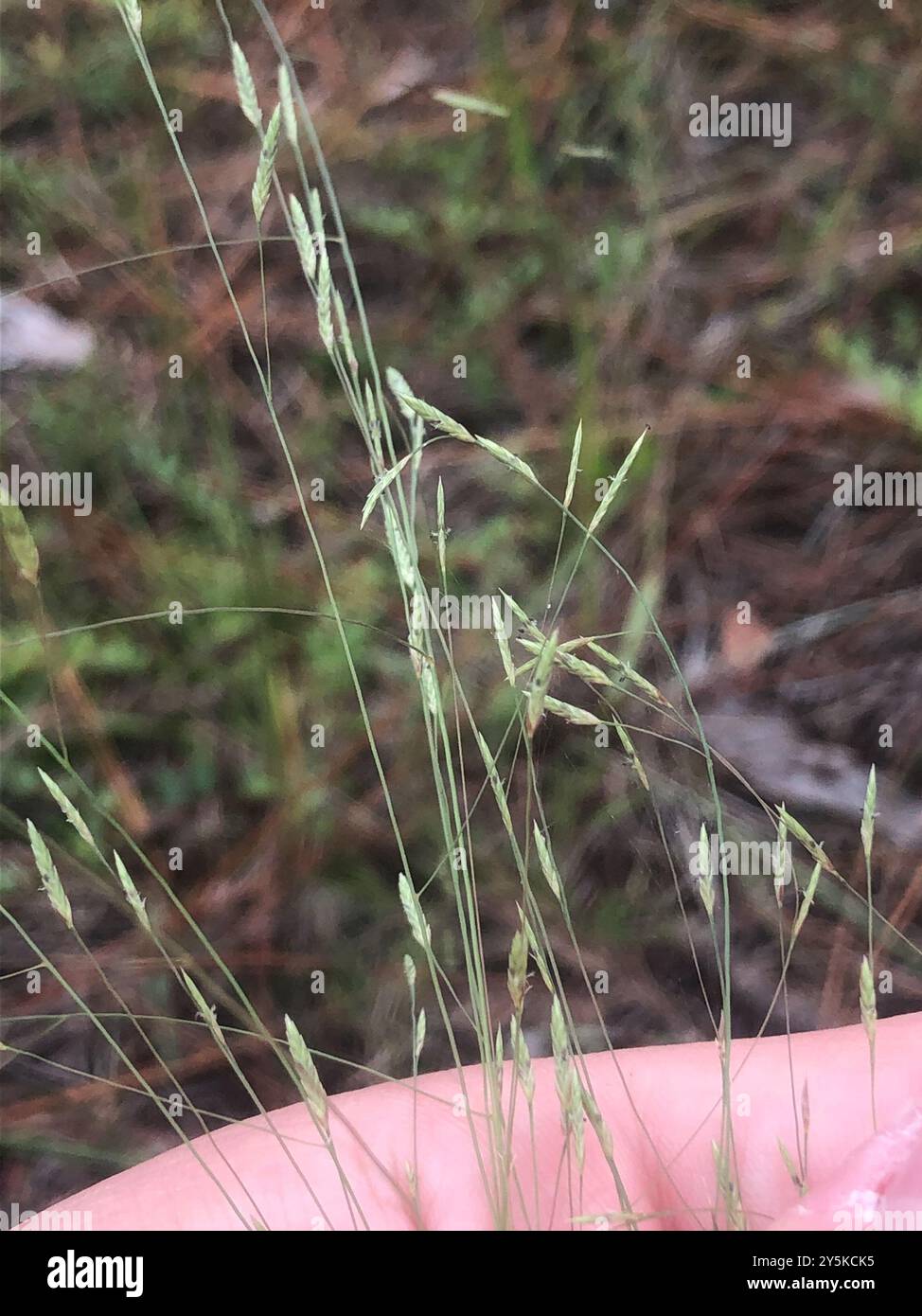 Elliott's lovegrass (Eragrostis elliottii) Plantae Stock Photo - Alamy