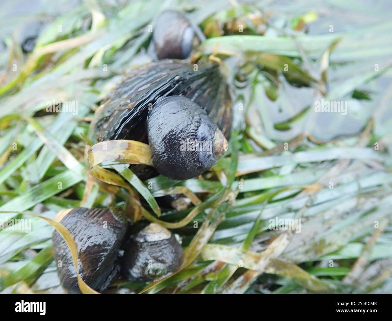 Black Tegula (Tegula funebralis) Mollusca Stock Photo - Alamy