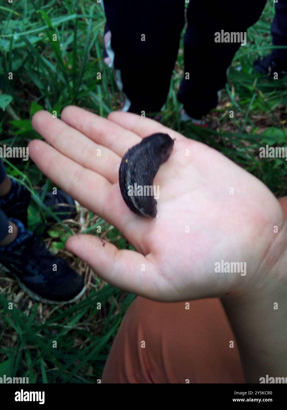 Ash-black Slug (Limax cinereoniger) Mollusca Stock Photo - Alamy