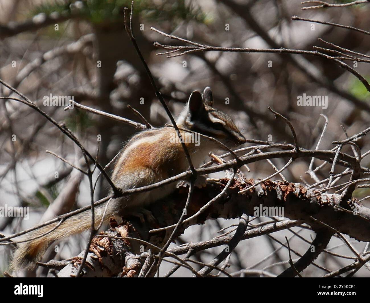 Lodgepole Chipmunk (Neotamias speciosus) Mammalia Stock Photo - Alamy