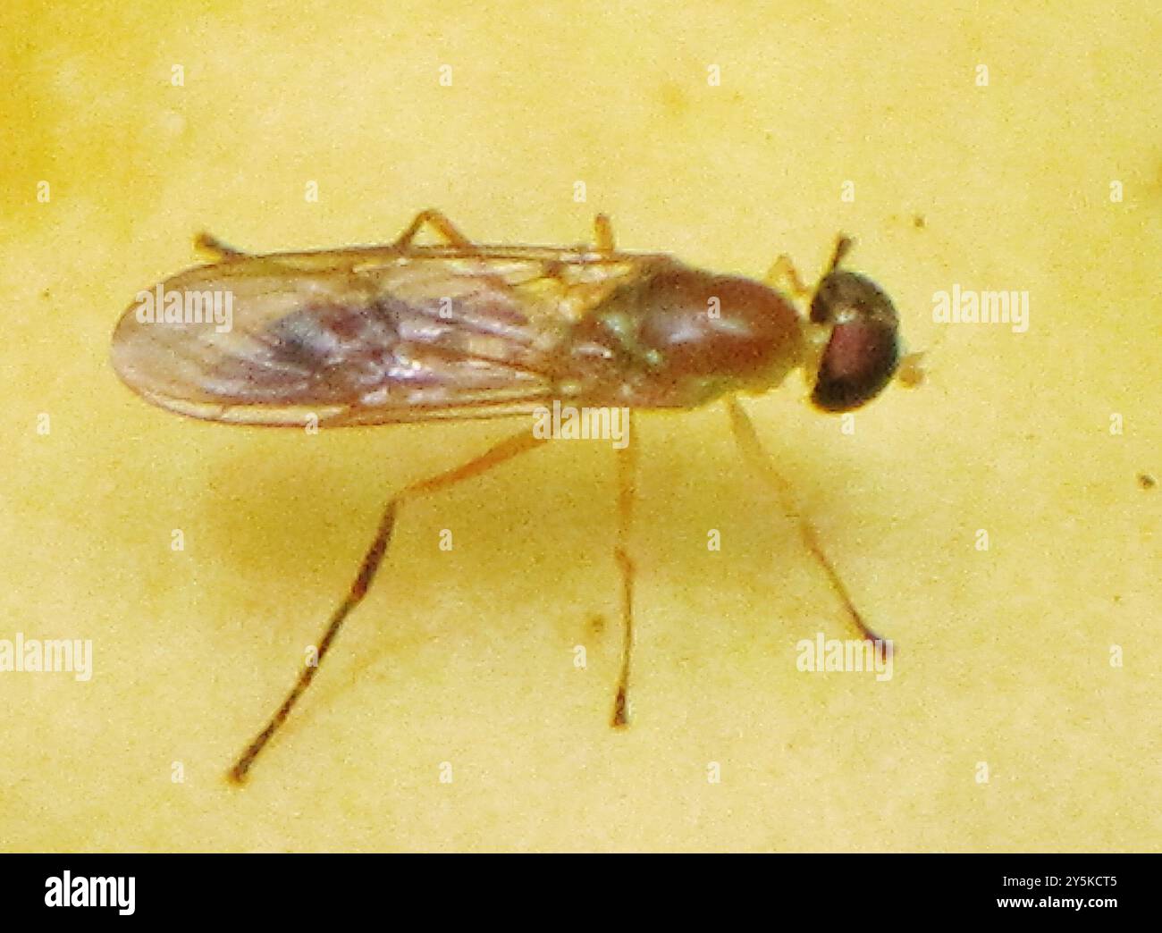 Compost Fly (Ptecticus trivittatus) Insecta Stock Photo - Alamy