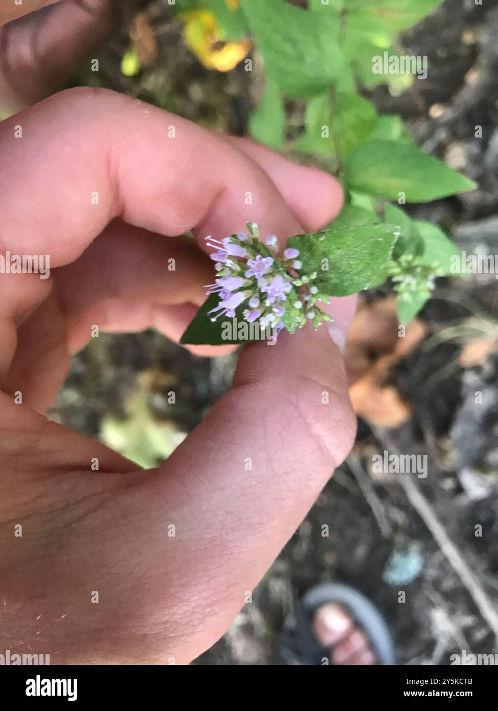 Cunila origanoides hi-res stock photography and images - Alamy