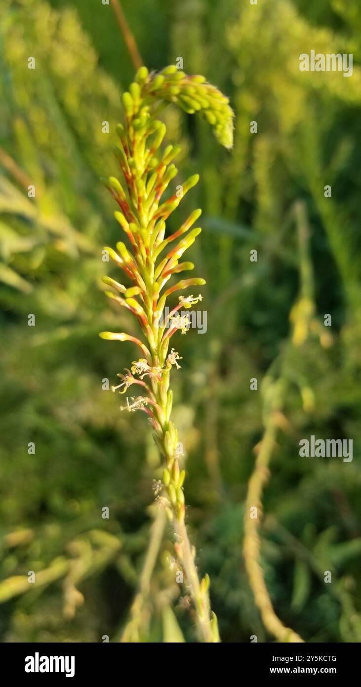 velvetweed (Oenothera curtiflora) Plantae Stock Photo - Alamy