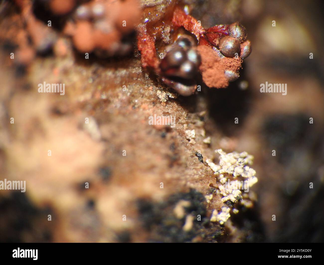 Wasp's Nest Slime Mold (Metatrichia vesparia) Protozoa Stock Photo - Alamy