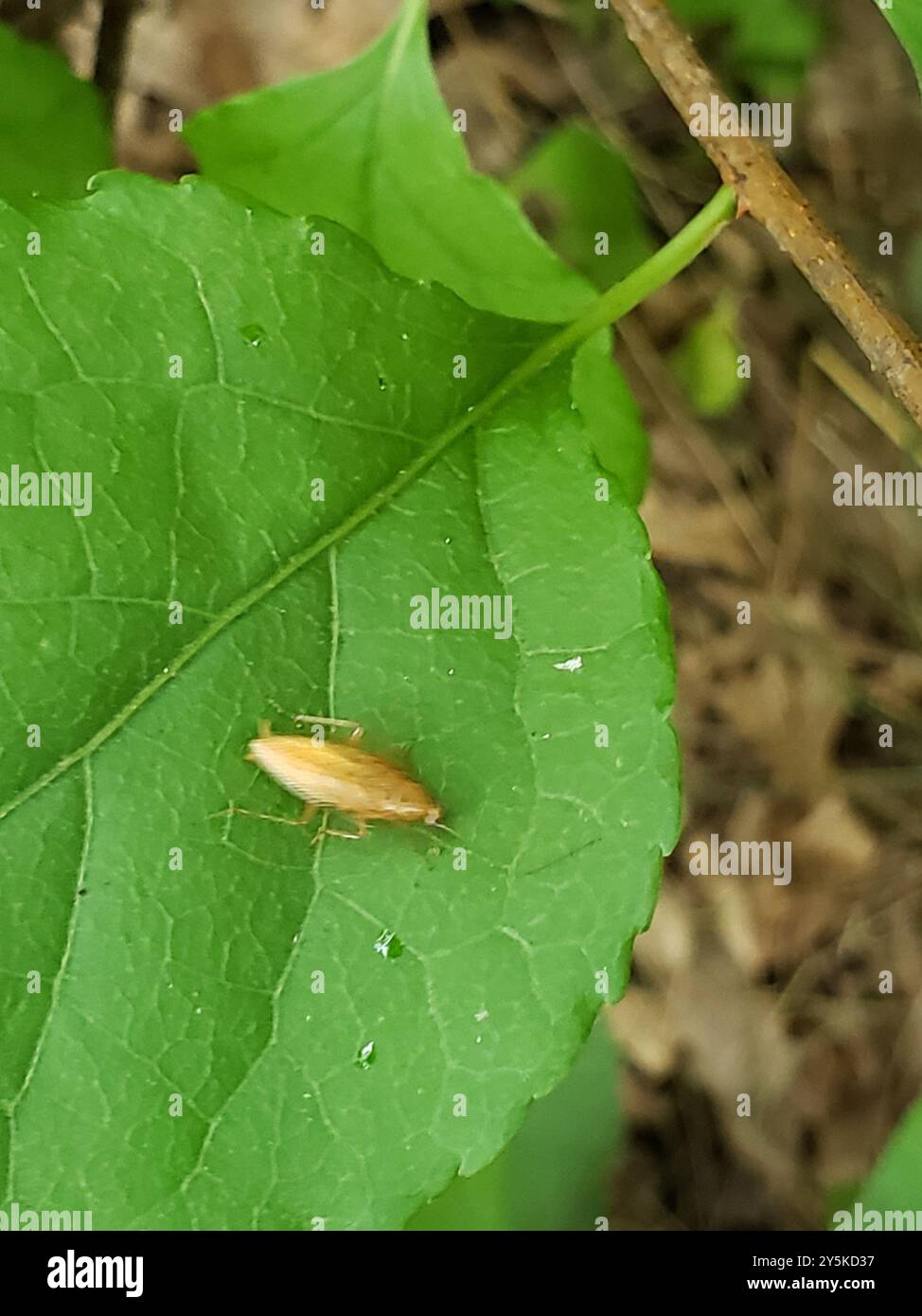 Tawny Cockroach (Ectobius pallidus) Insecta Stock Photo - Alamy