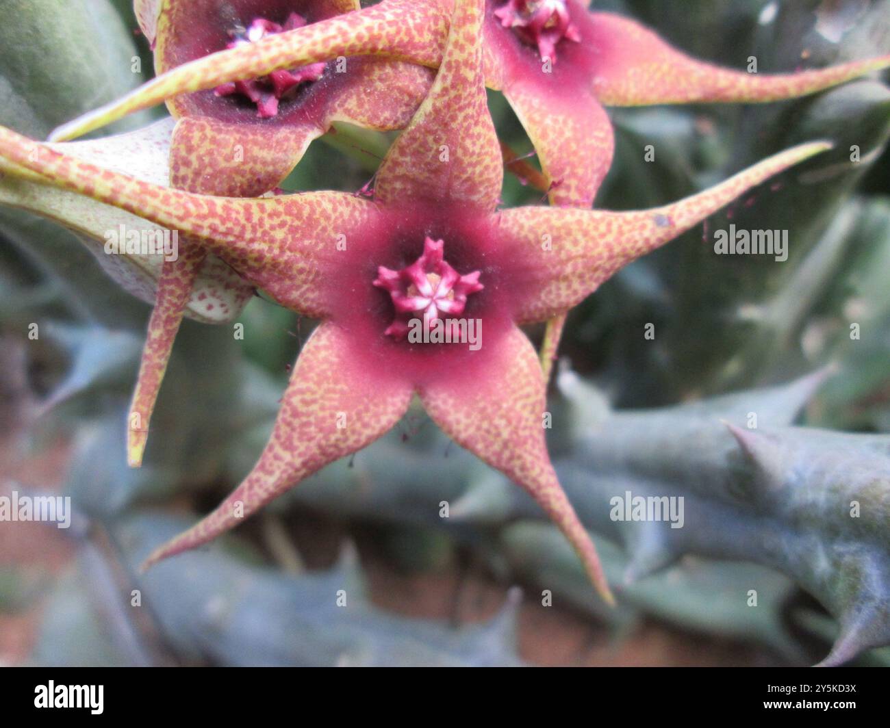 (Orbea caudata caudata) Plantae Stock Photo - Alamy