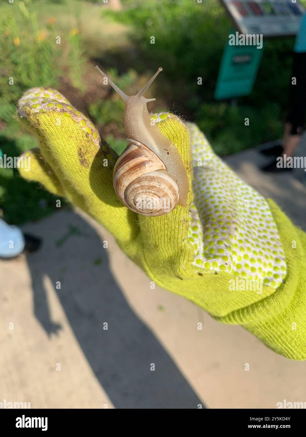 Milk Snail (Otala lactea) Mollusca Stock Photo - Alamy