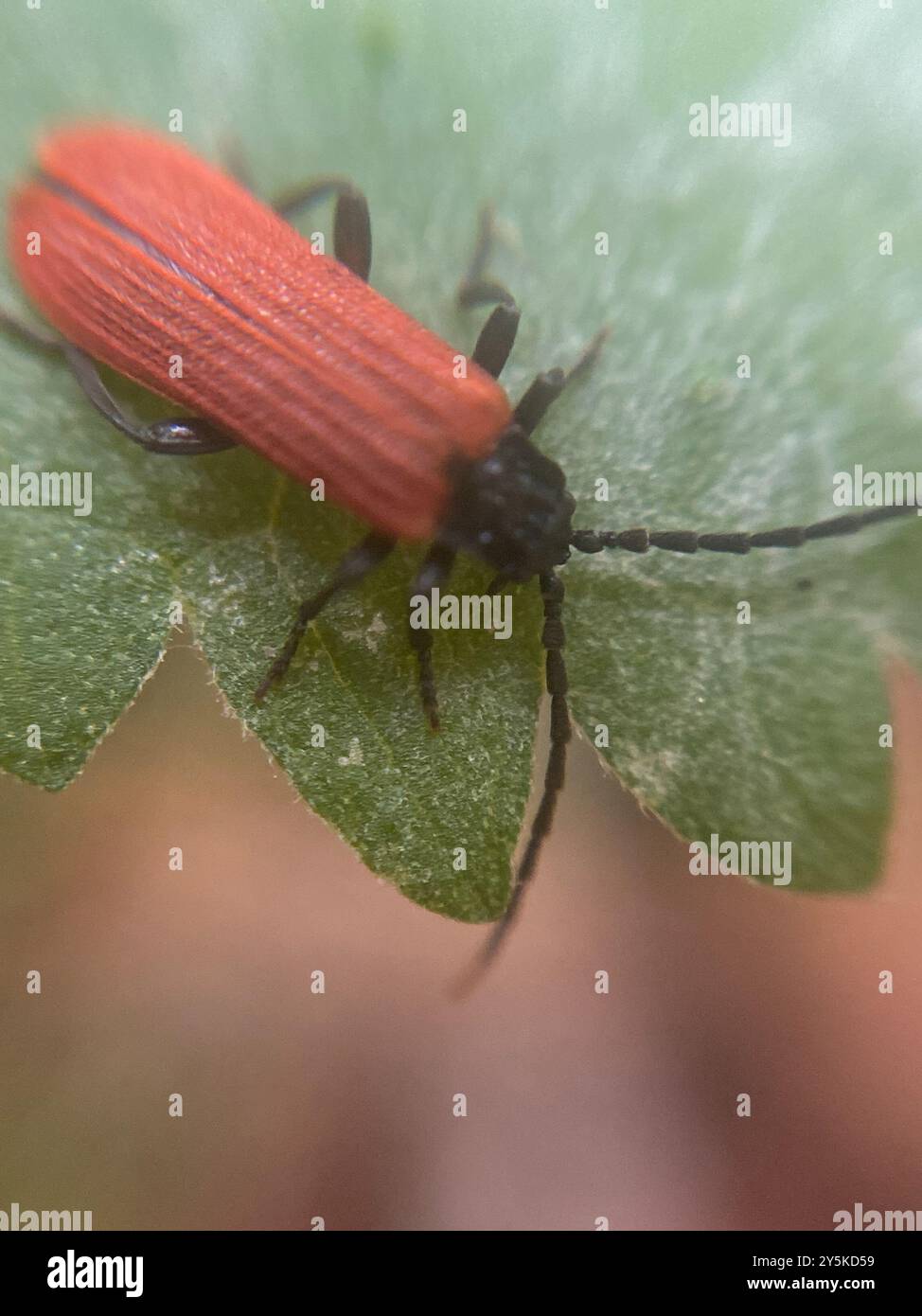 (Platycis minutus) Insecta Stock Photo - Alamy