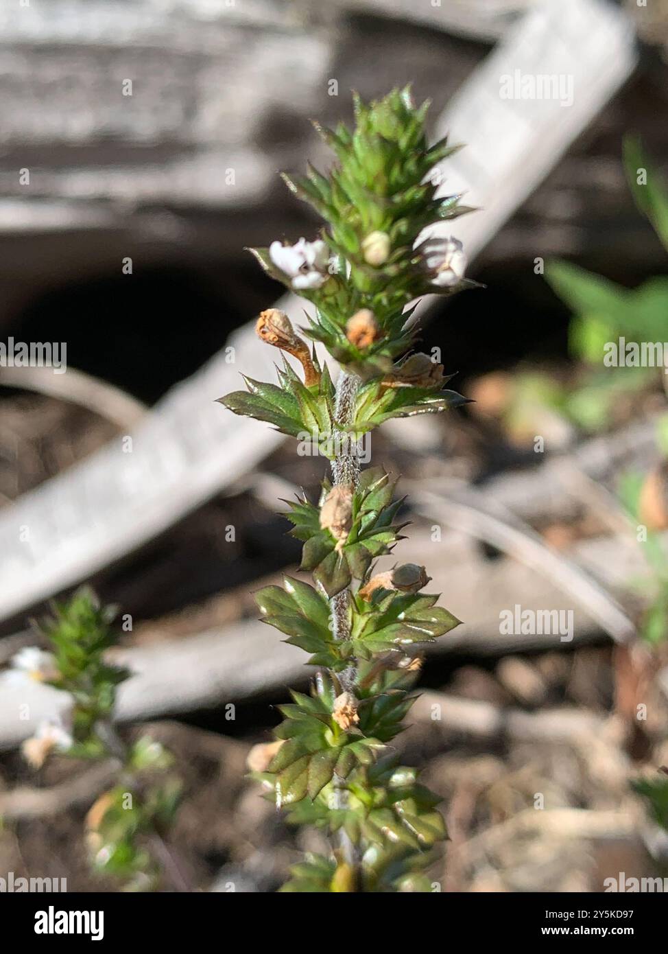 Common Eyebright (Euphrasia nemorosa) Plantae Stock Photo - Alamy