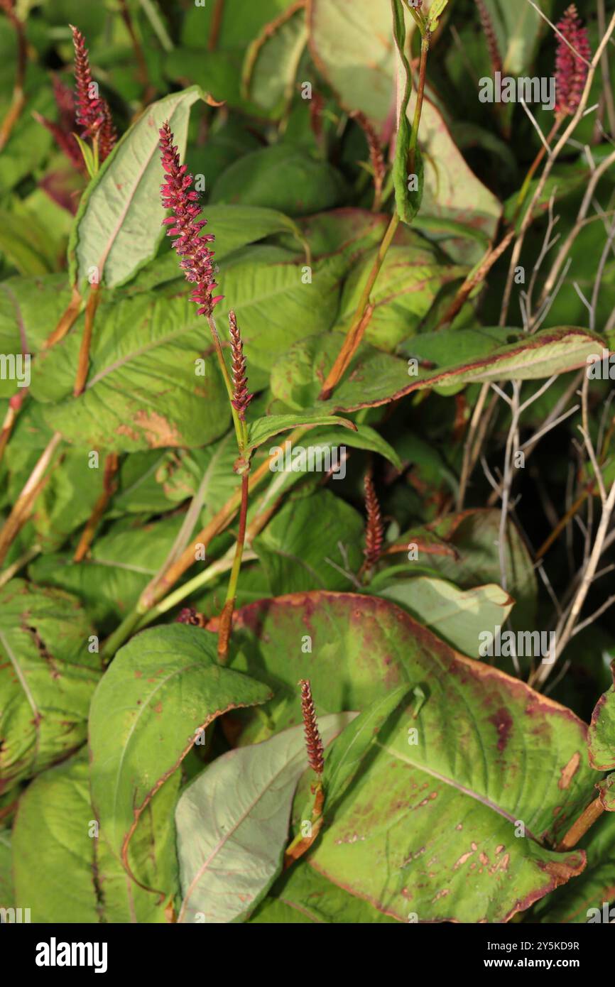 red bistort (Bistorta amplexicaulis) Plantae Stock Photo - Alamy
