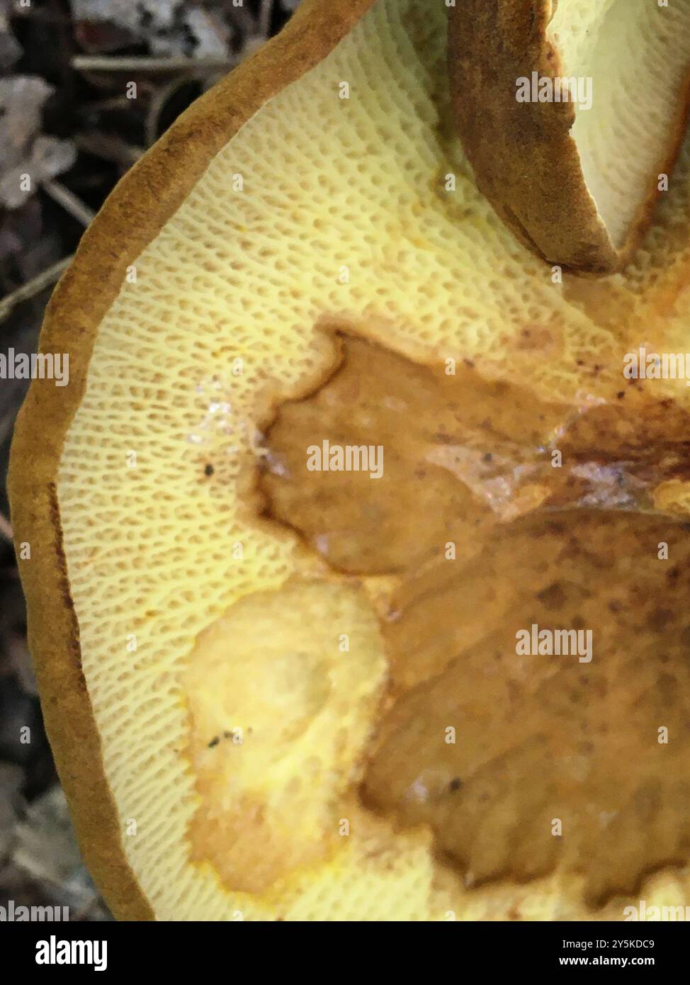 ash-tree bolete (Boletinellus merulioides) Fungi Stock Photo - Alamy
